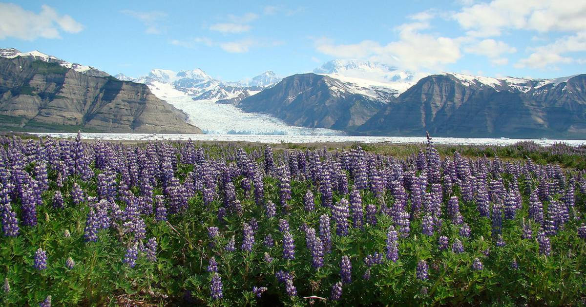 Best Time to See Lupine Fields in Bloom, Alaska 2019 - Rove.me