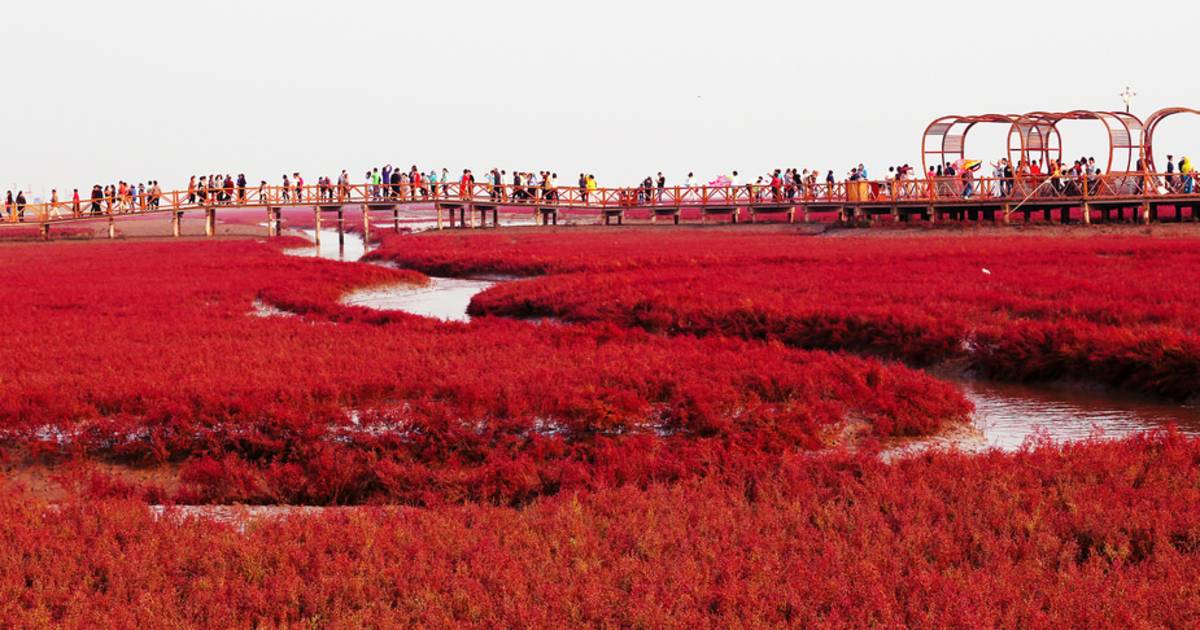 Best Time to See Panjin Red Beach in China 2019 - When & Where to See