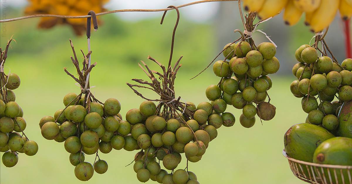 Mamoncillo Season in Cuba 2019 – Rove.me