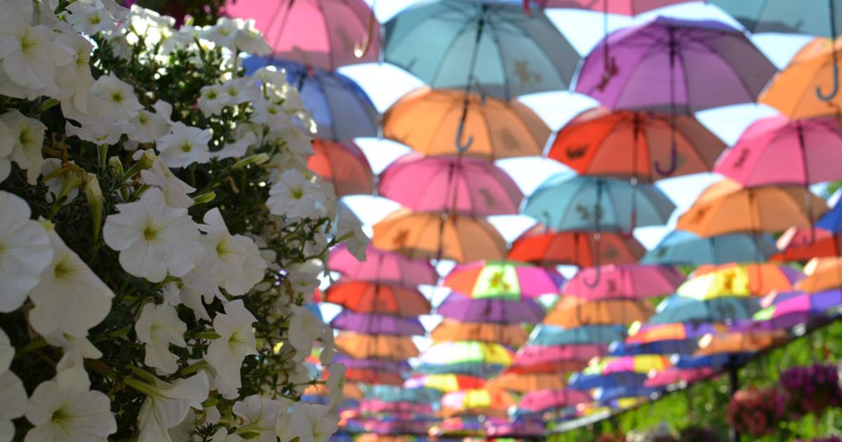 Best Time to See Dubai Miracle Garden 2019 - When & Where to See