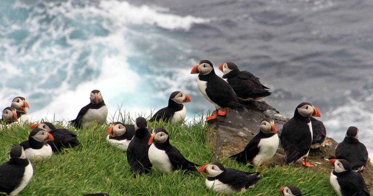 Best Time to See Migrant Birds in Faroe Islands 2019 - Rove.me