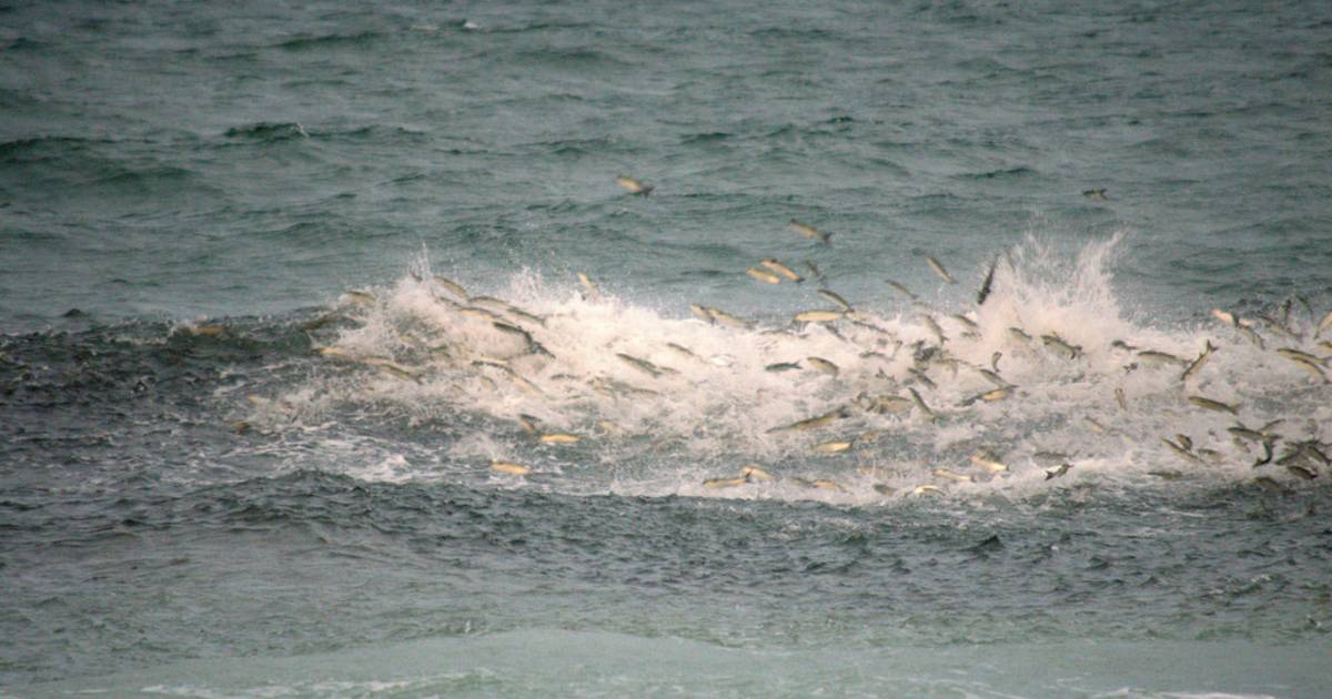 Best Time to See Mullet Migration in Florida 2019 - Rove.me