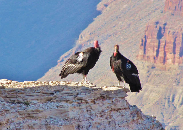 Best Time to See California Condor in Grand Canyon 2019 - Rove.me