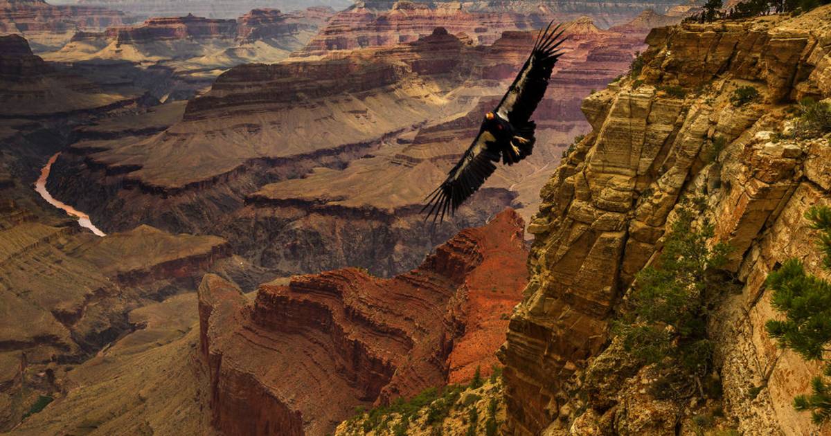 Best Time to See California Condor in Grand Canyon 2019 - Rove.me