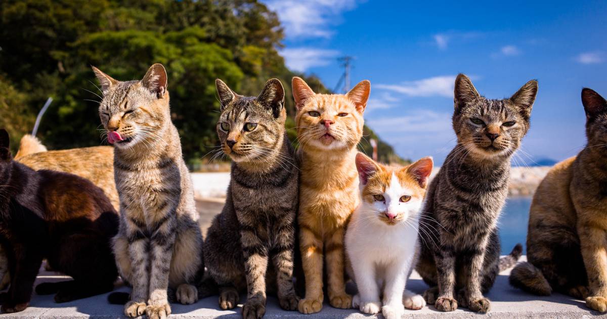 Best Time to See Aoshima (Cat Island) in Japan 2019 - Rove.me