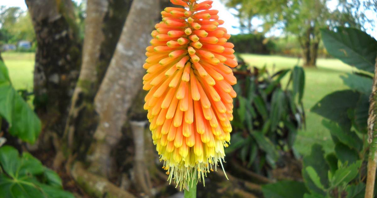 Best Time for Blooming of Exotic Flowers in Mauritius 2019 - Rove.me