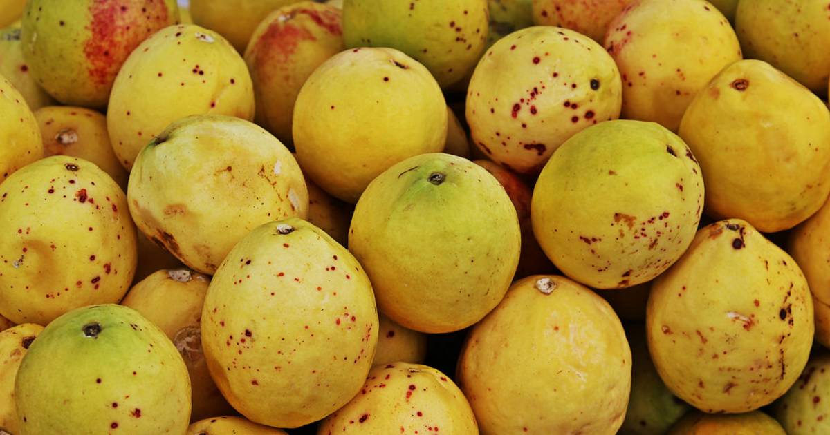 Guayaba (Guava) Season in Mexico 2019 – Rove.me