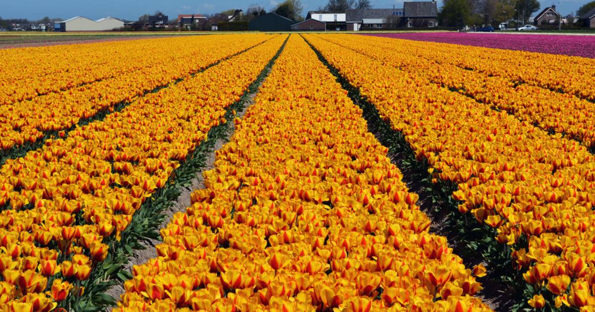 Best Time to See Tulip Season in The Netherlands 2019 - Rove.me
