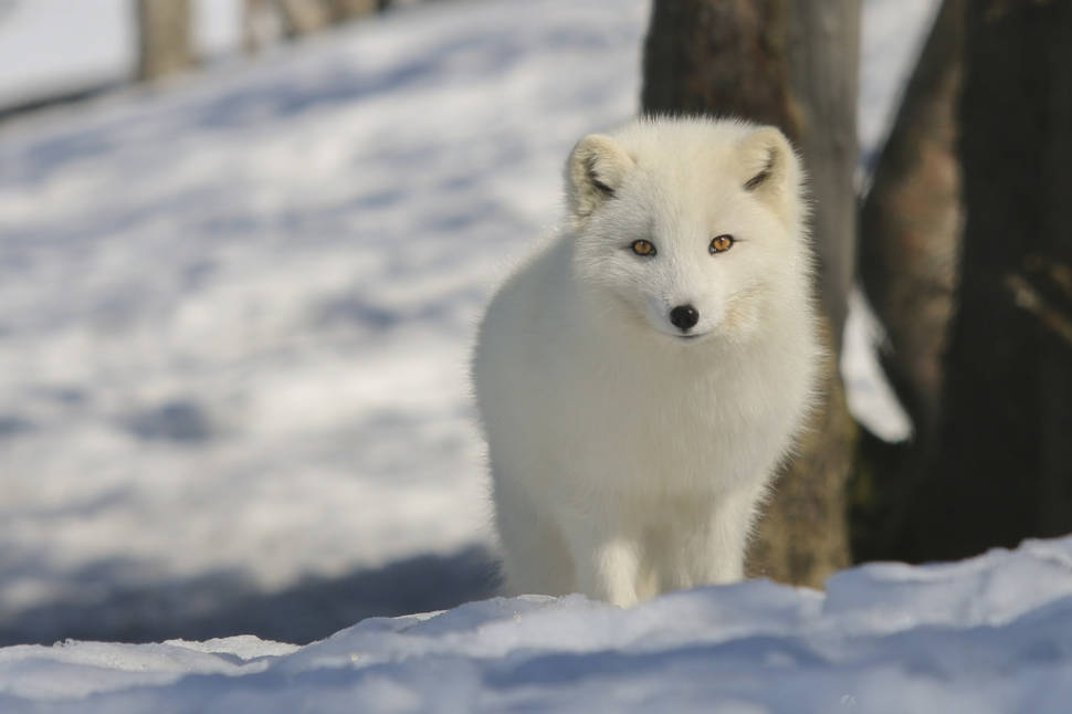 Best Time to See Arctic Fox in Norway 2019 - When & Where to See