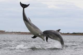 Best Time for Whale Watching in Quebec 2019 - When & Where to See