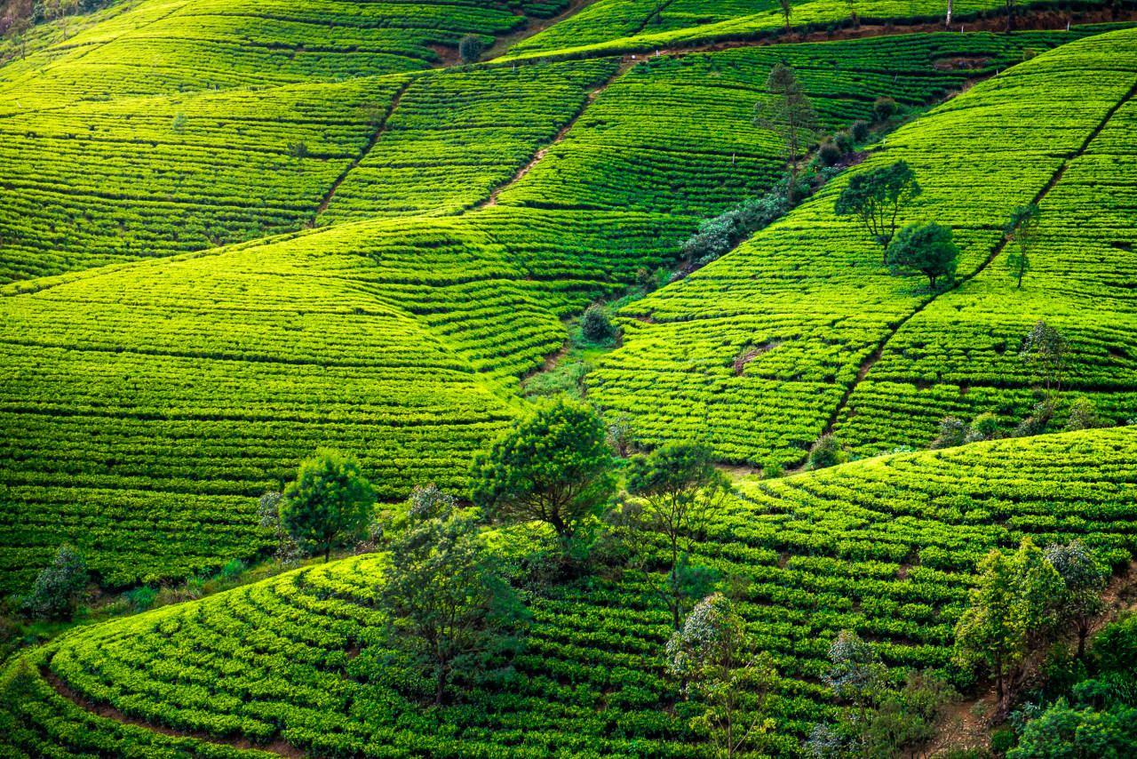 Best Time To Visit Sri Lanka 2024 Weather 41 Things To Do