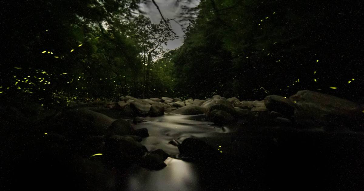 Best Time to See Synchronous Fireflies in Tennessee 2019 - Rove.me