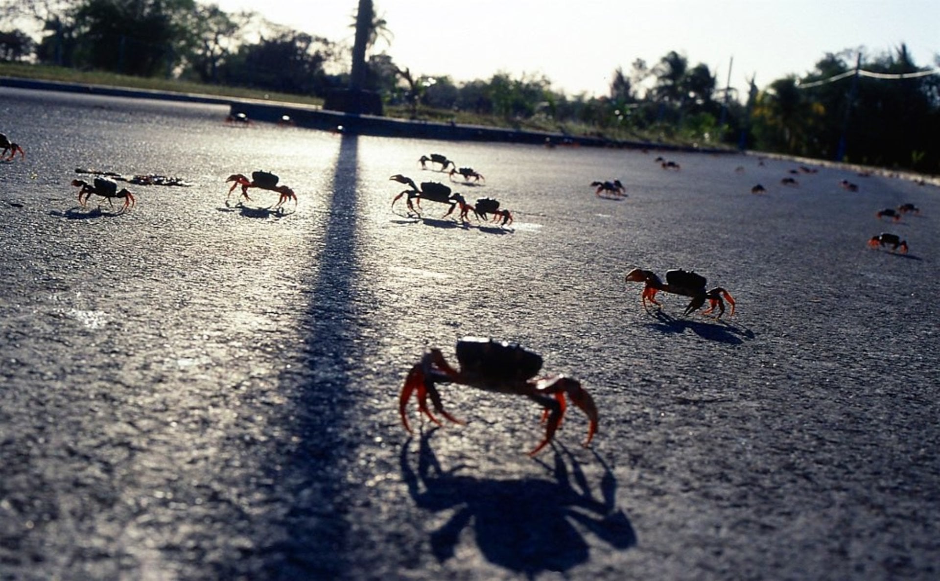 Crab Migration in Cuba 2026 - Rove.me