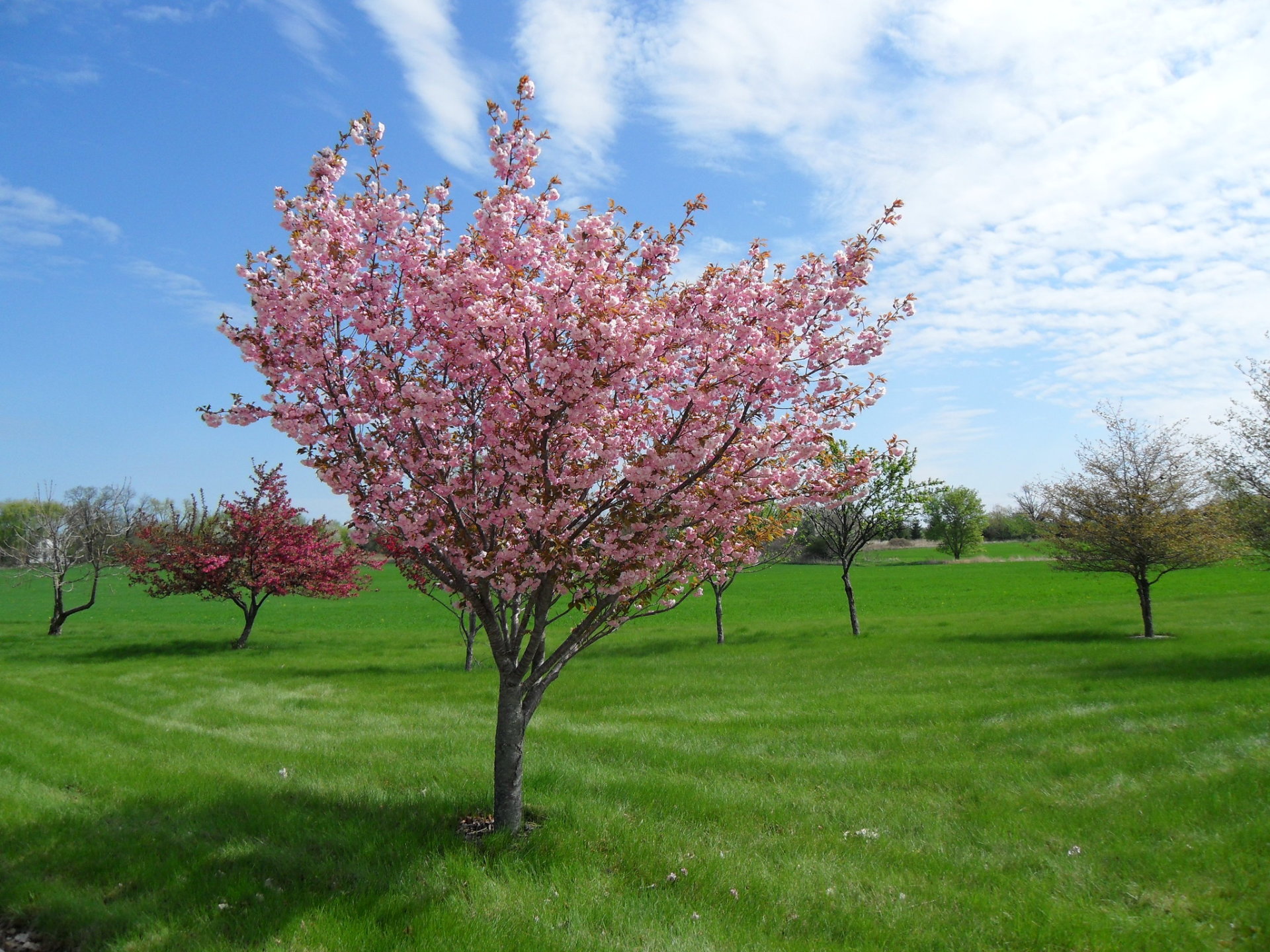 Cherry Blossoms in Michigan 2026 - Rove.me
