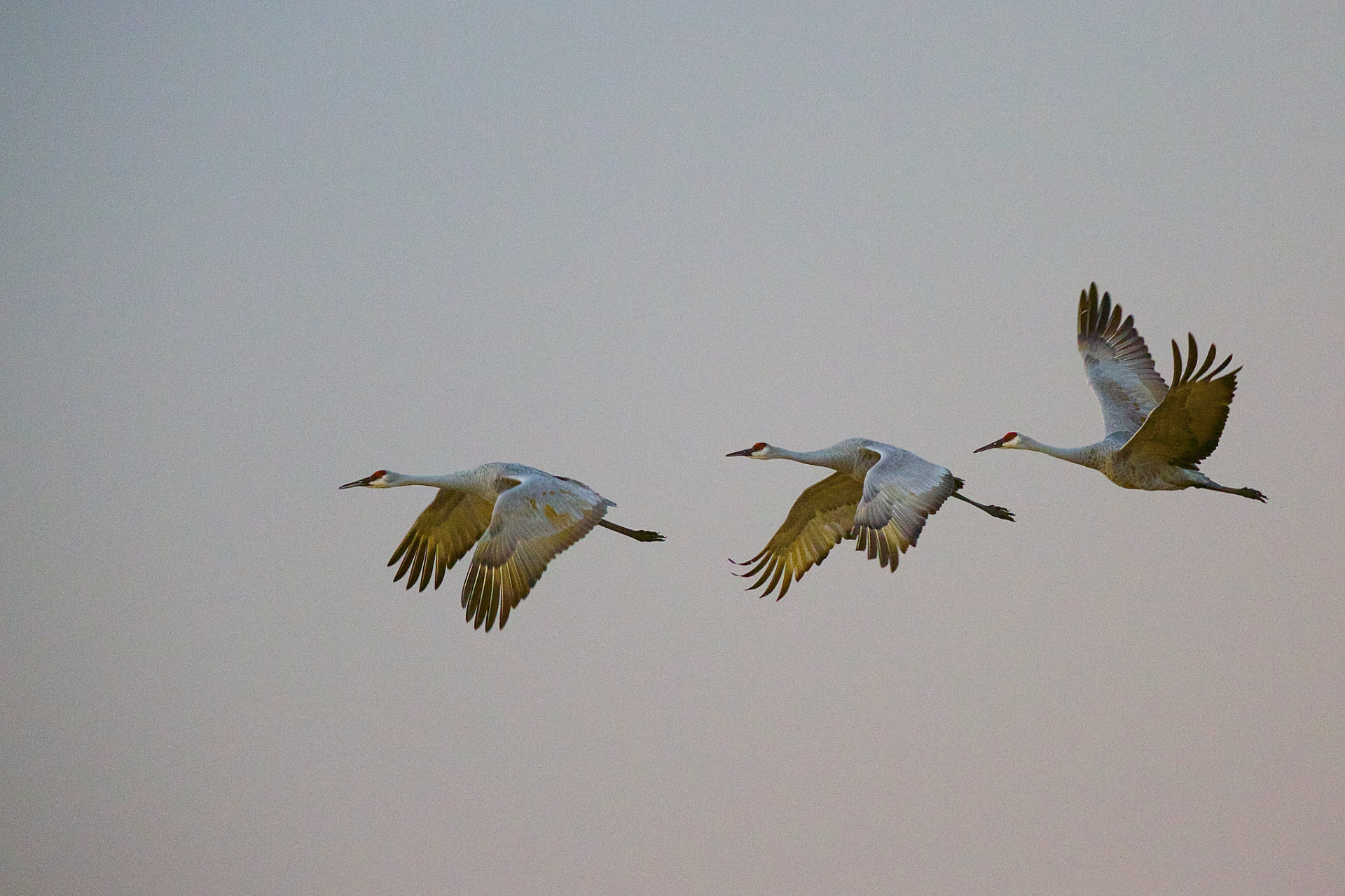 Sandhill Crane Migration in Minnesota 2025 - Rove.me