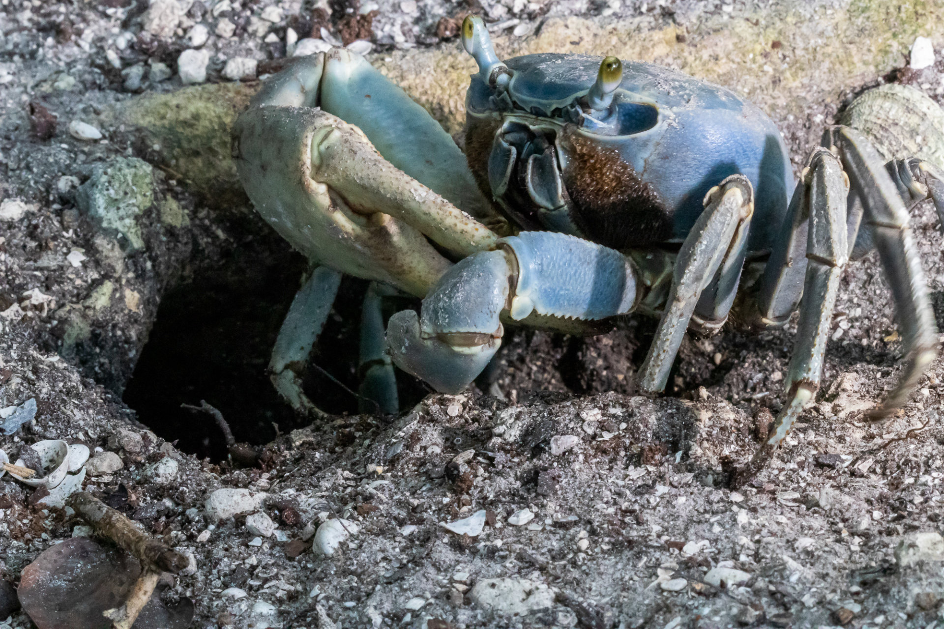 Land Crab Migration in Florida 2025 - Rove.me