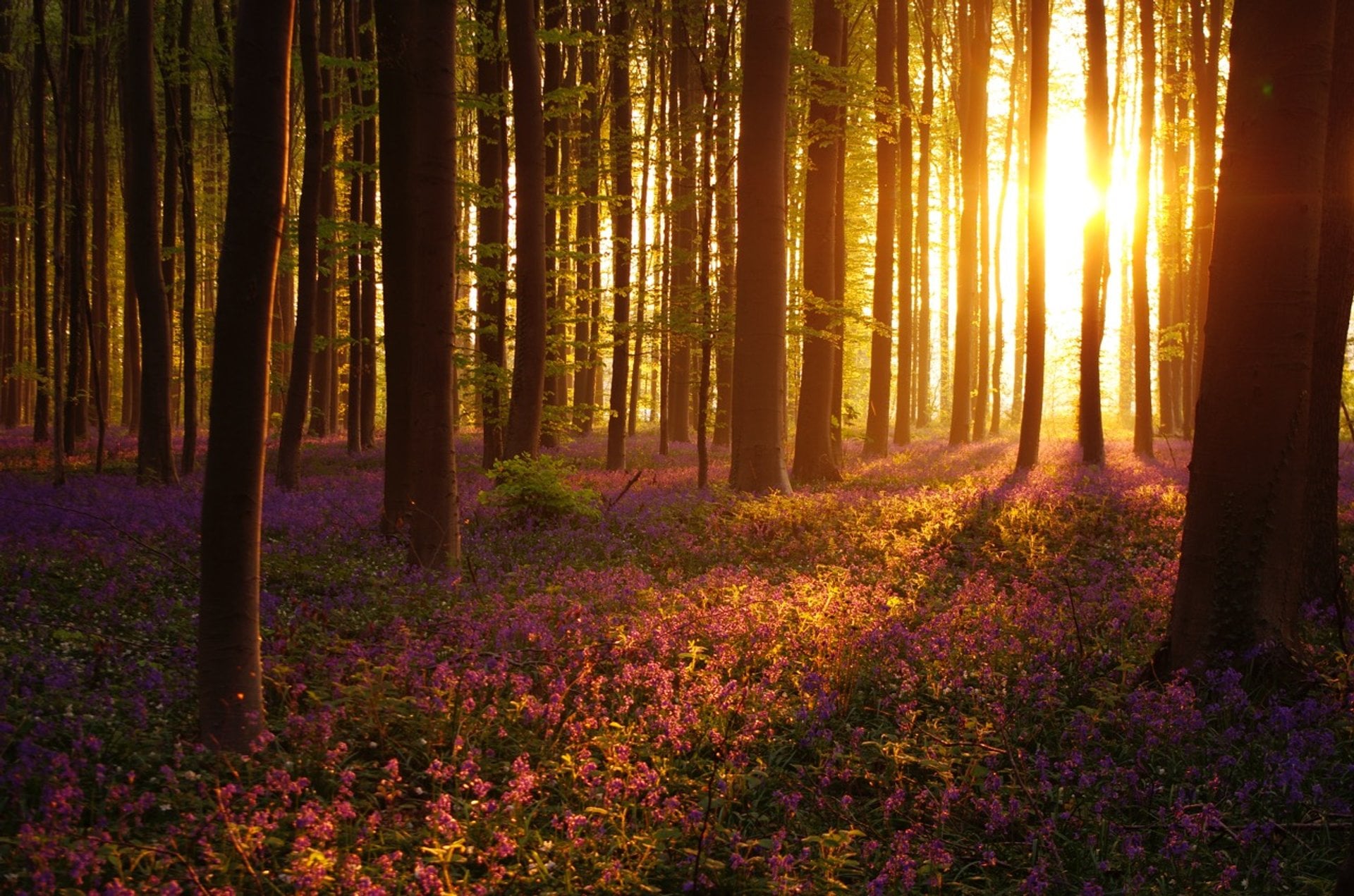 Best Time to See Hallerbos in Belgium 2019 - When & Where to See