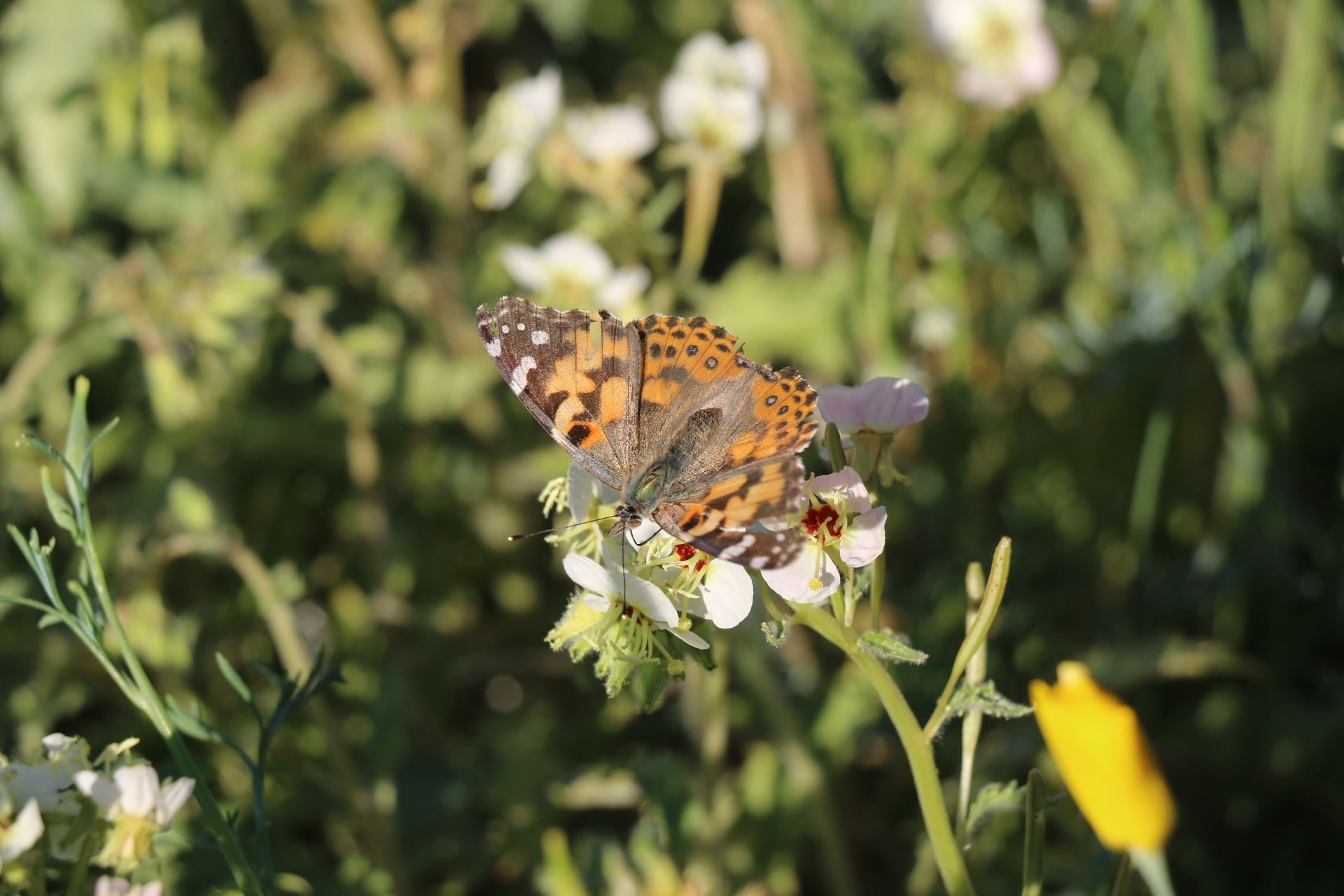 Painted Lady Butterfly Migration in California 2027 - Rove.me