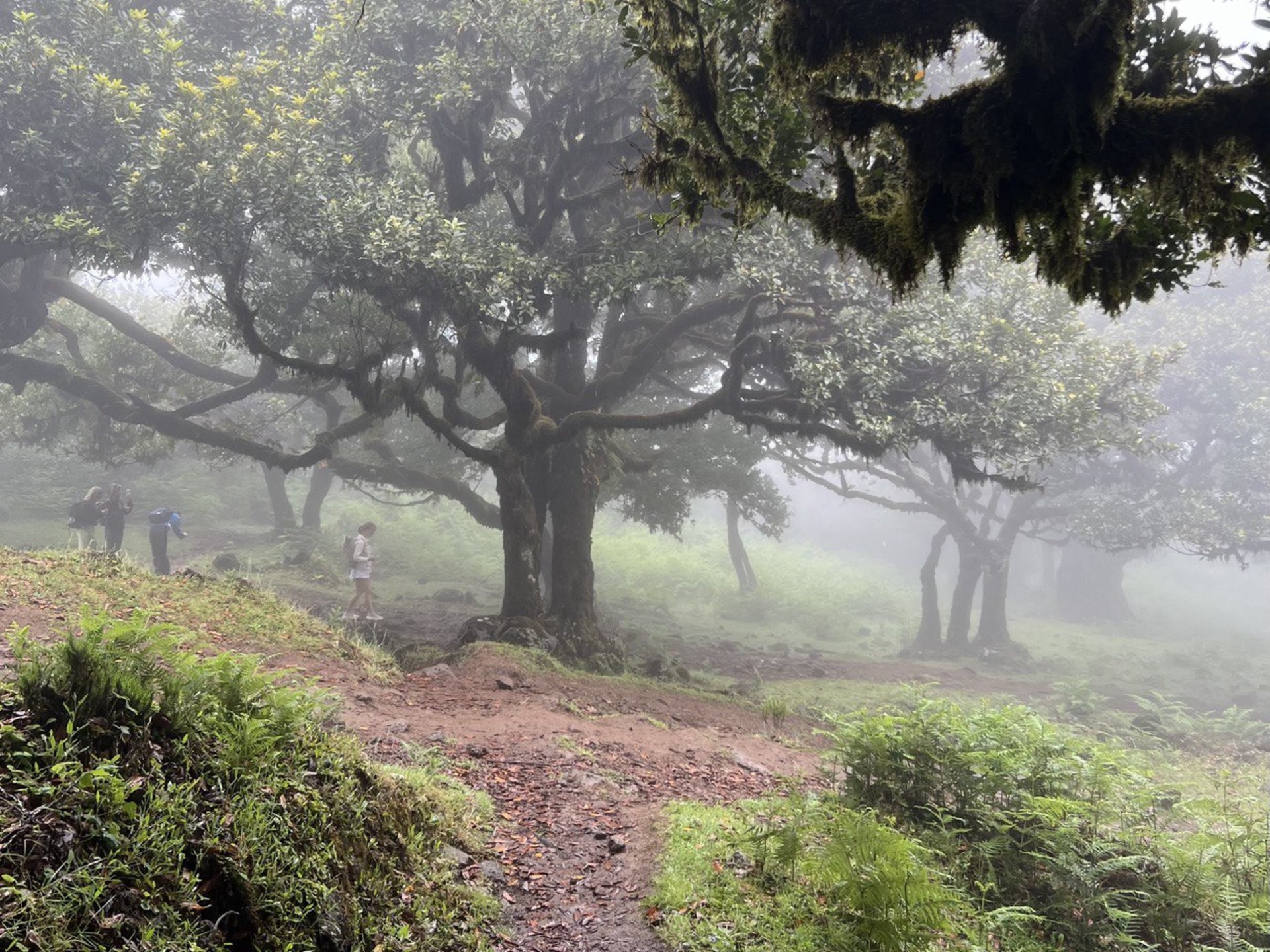 Fanal Forest in Madeira 2024-2025 - Rove.me