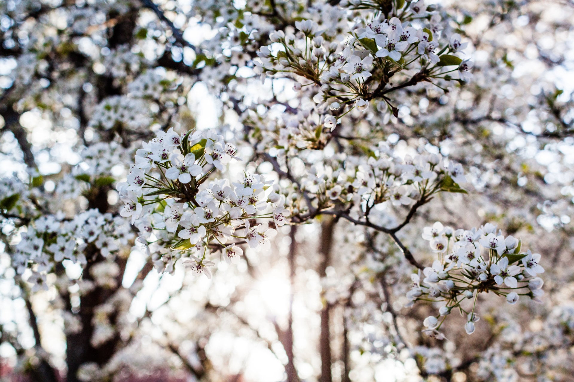 Cherry Blossom in Massachusetts 2026 - Rove.me