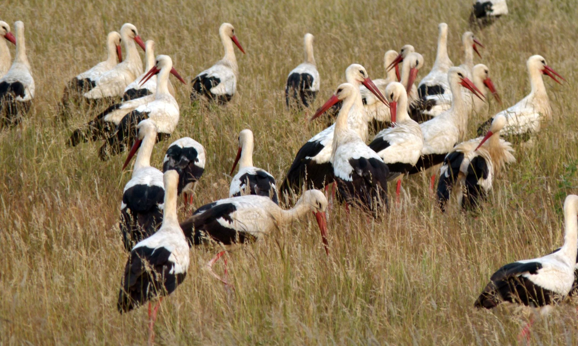 White Stork Migration in Israel 2025 - Rove.me