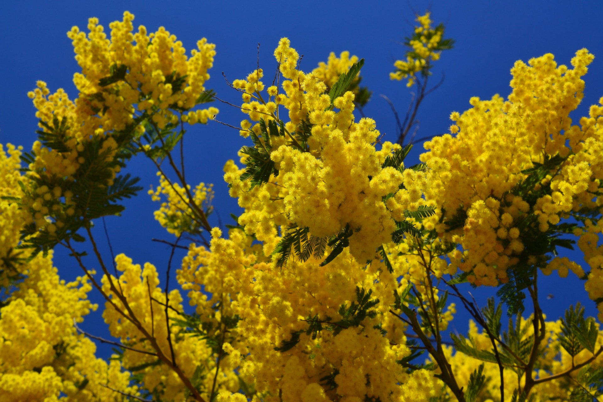 Mimosa Festival in Herceg Novi 2025, Montenegro - Rove.me