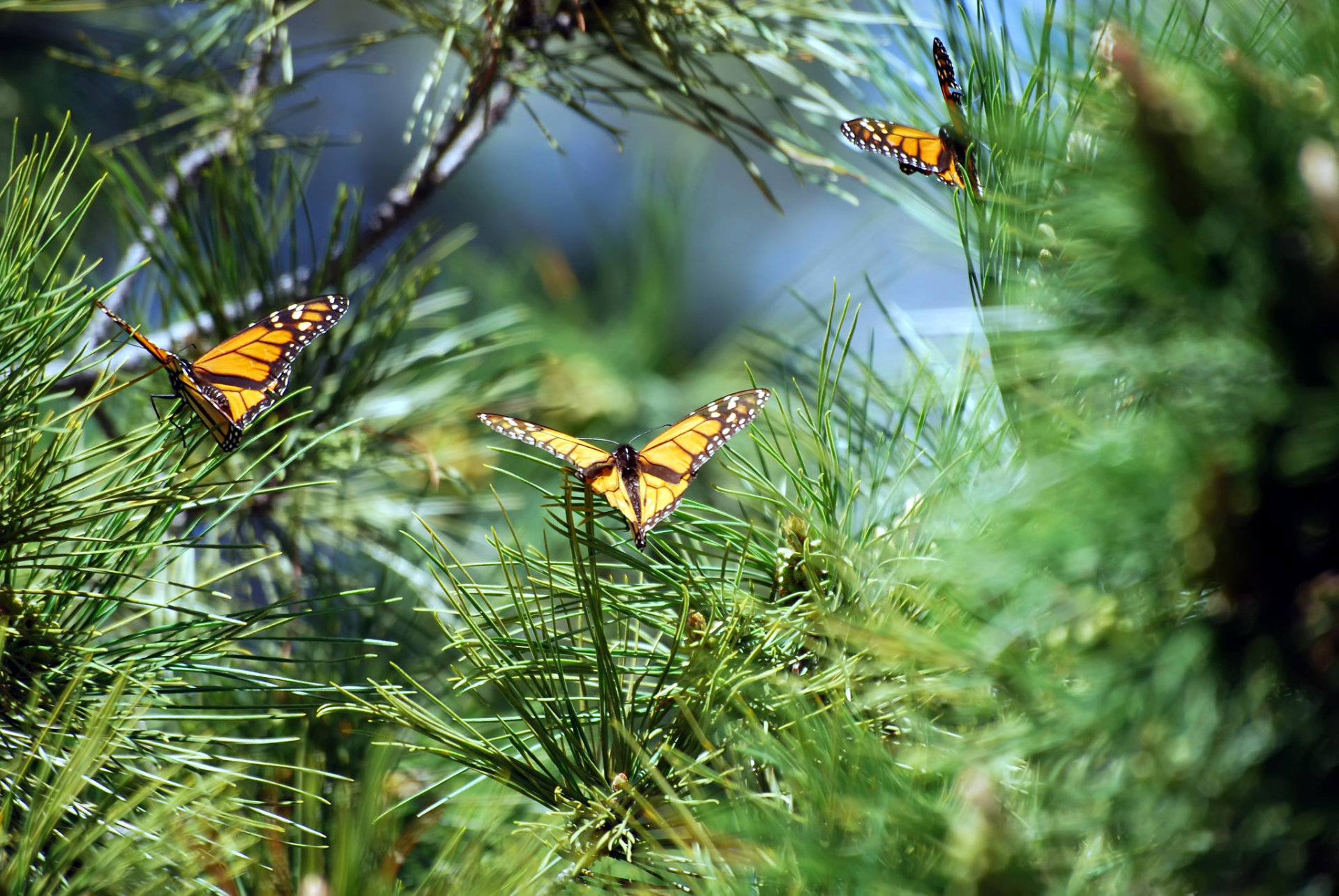 Monarch Butterfly Migration in Los Angeles 2026-2027 - Rove.me