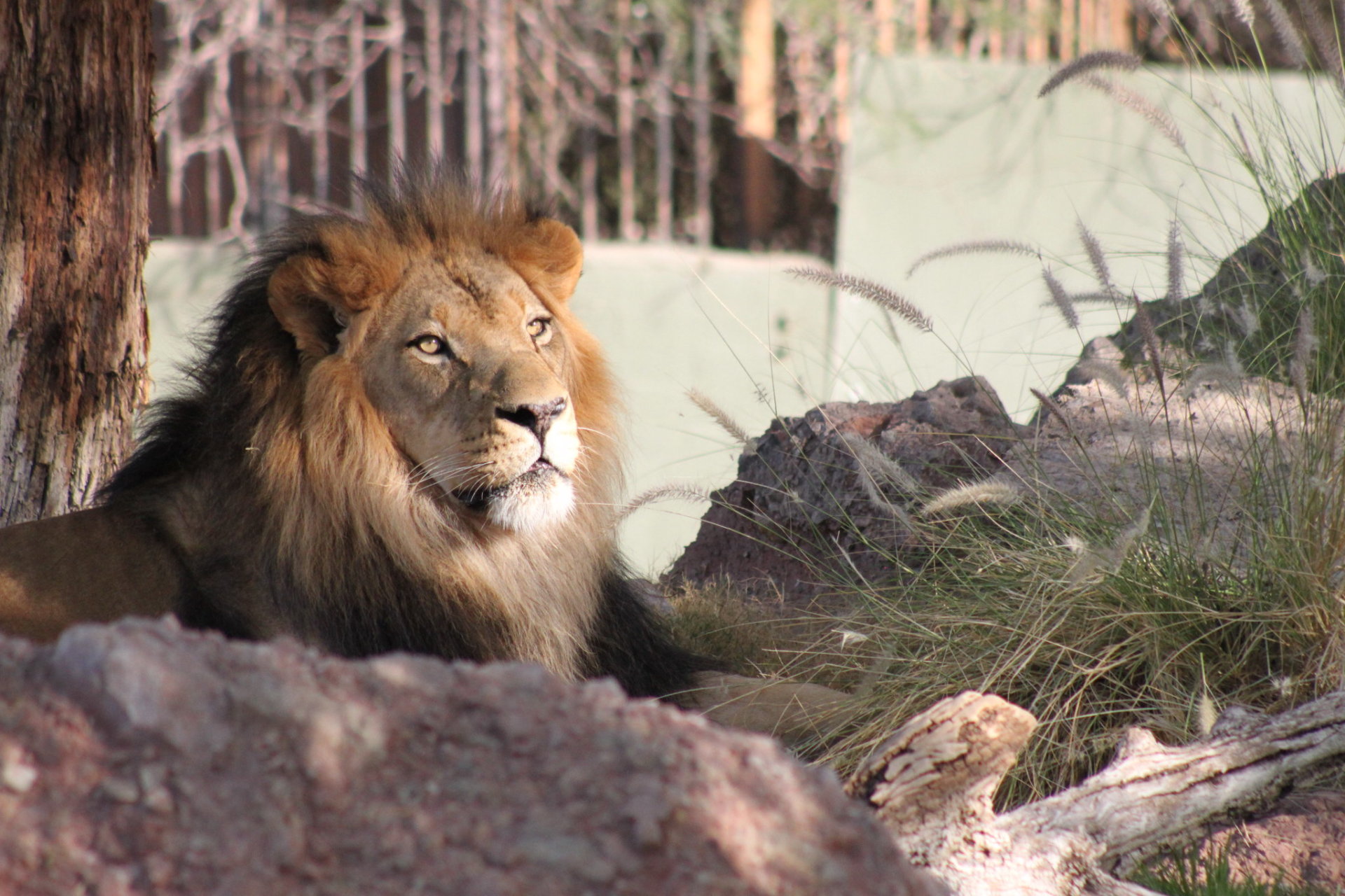 Zoológico de Phoenix 2023-2024 - Rove.me