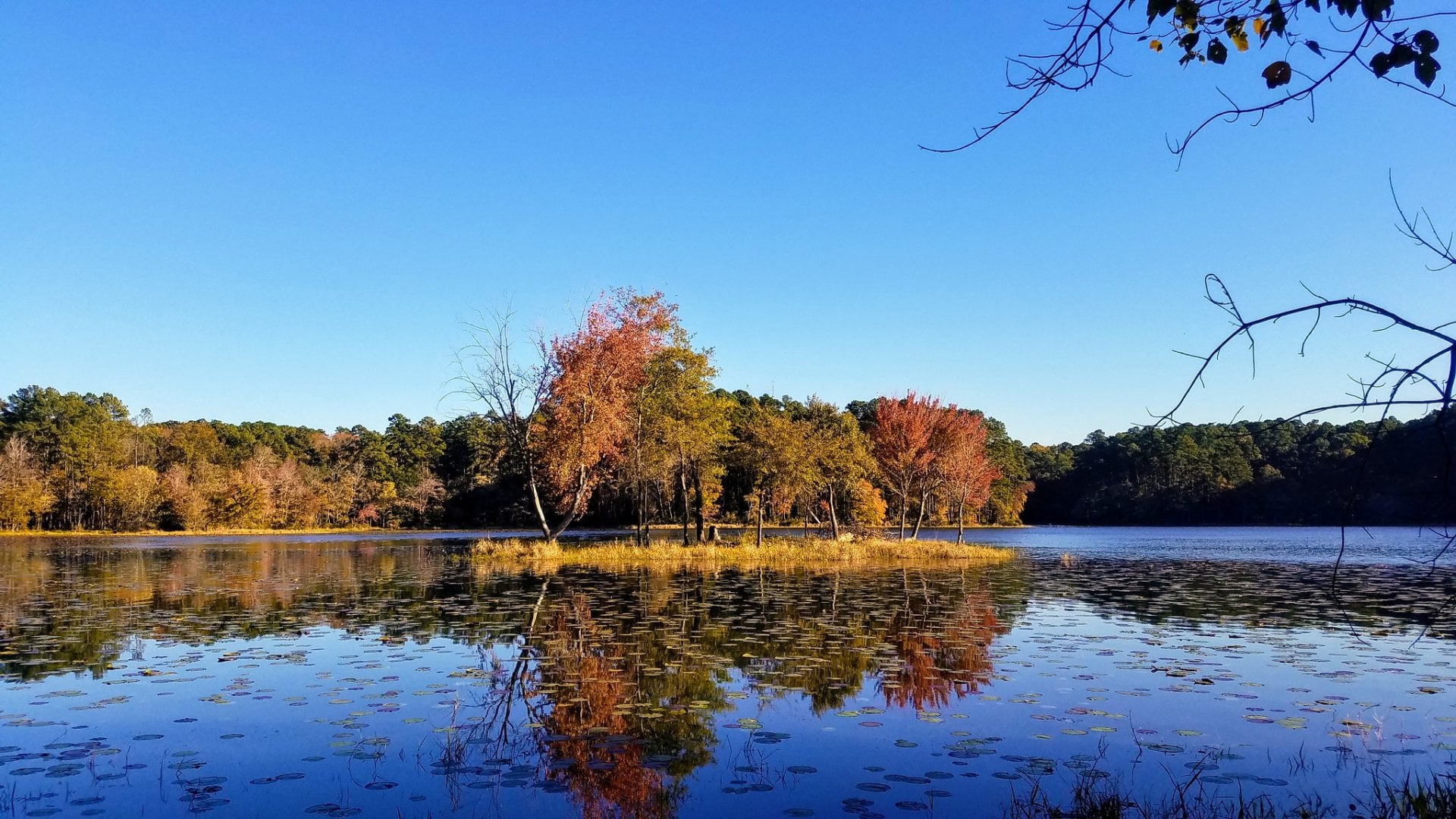Texas Fall Colors 2024 - Rove.me