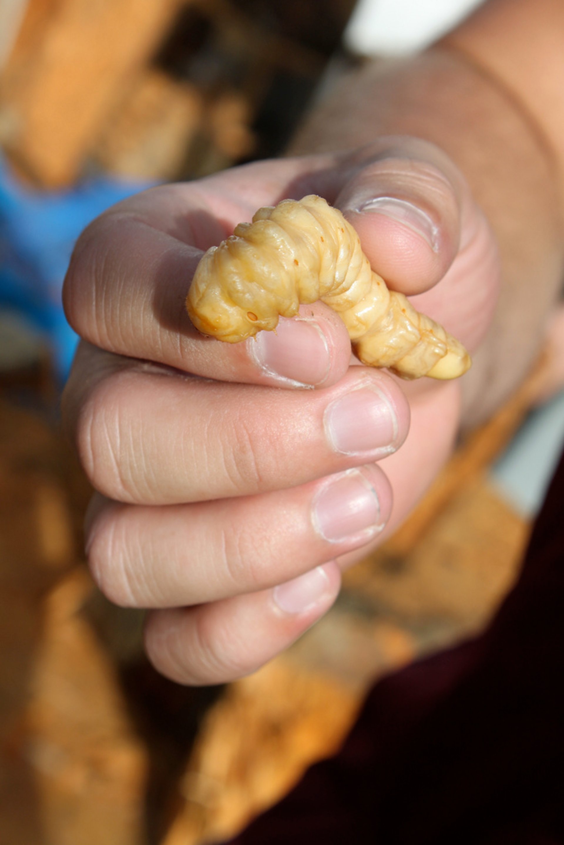 Huhu Grub Season In New Zealand 2024 Rove me Huhu Grub Season In New Zealand 2024 Rove me