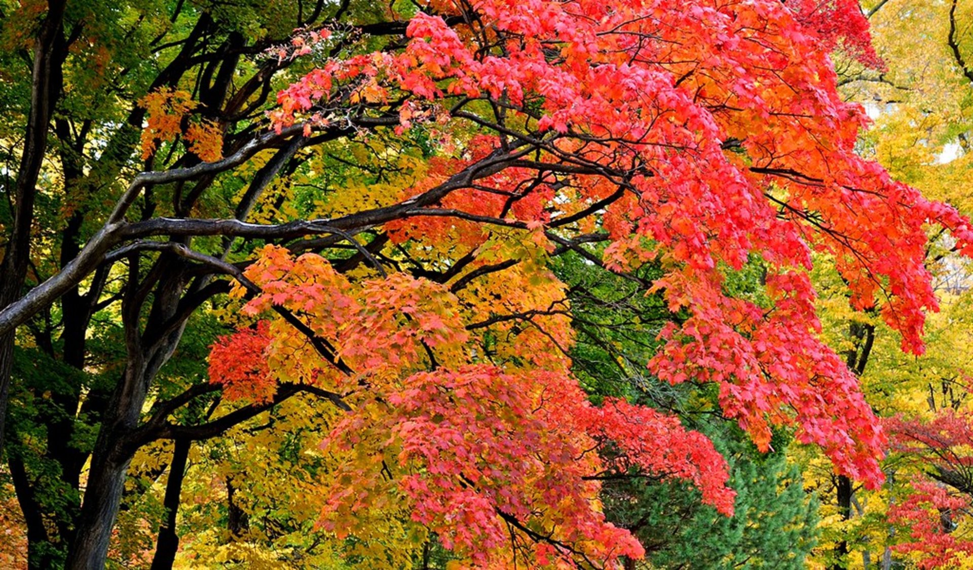 Best Time To See Fall Foliage In Japan 2022 When To See Rove me Best Time To See Fall Foliage In Japan 2022 When To See Rove me