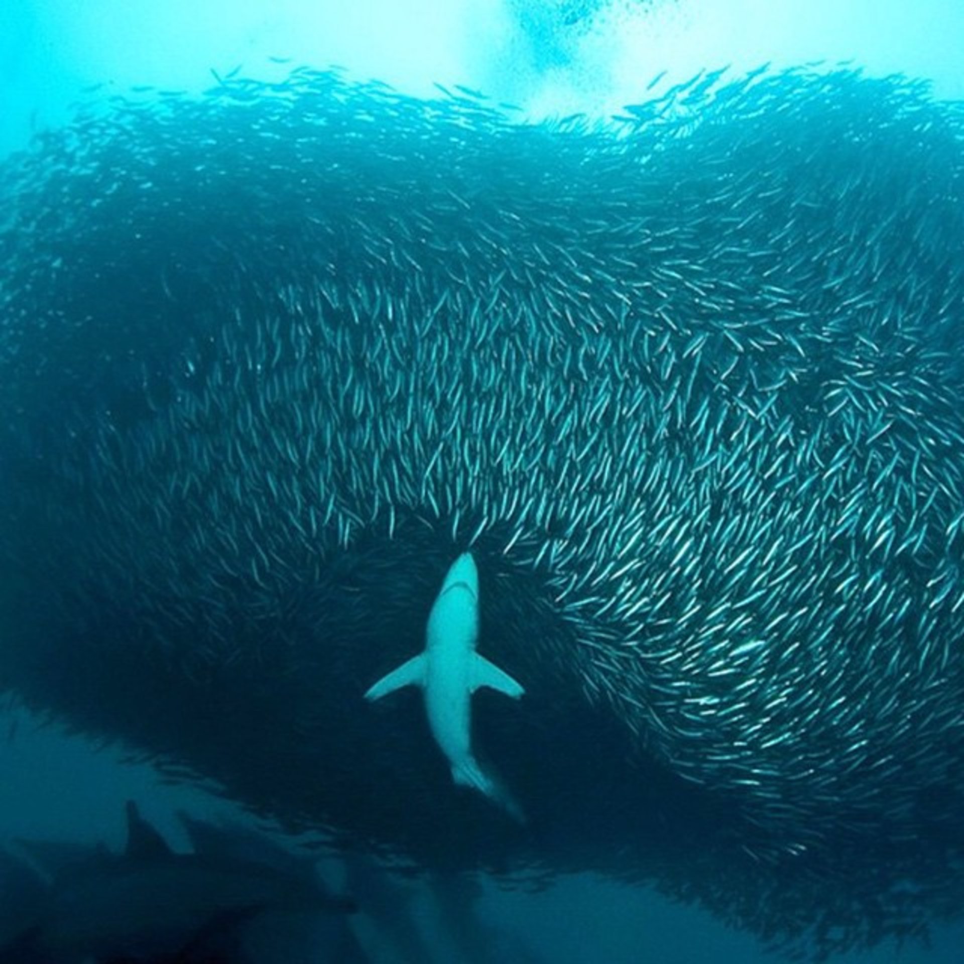 Sardine Run in South Africa 2026 - Rove.me