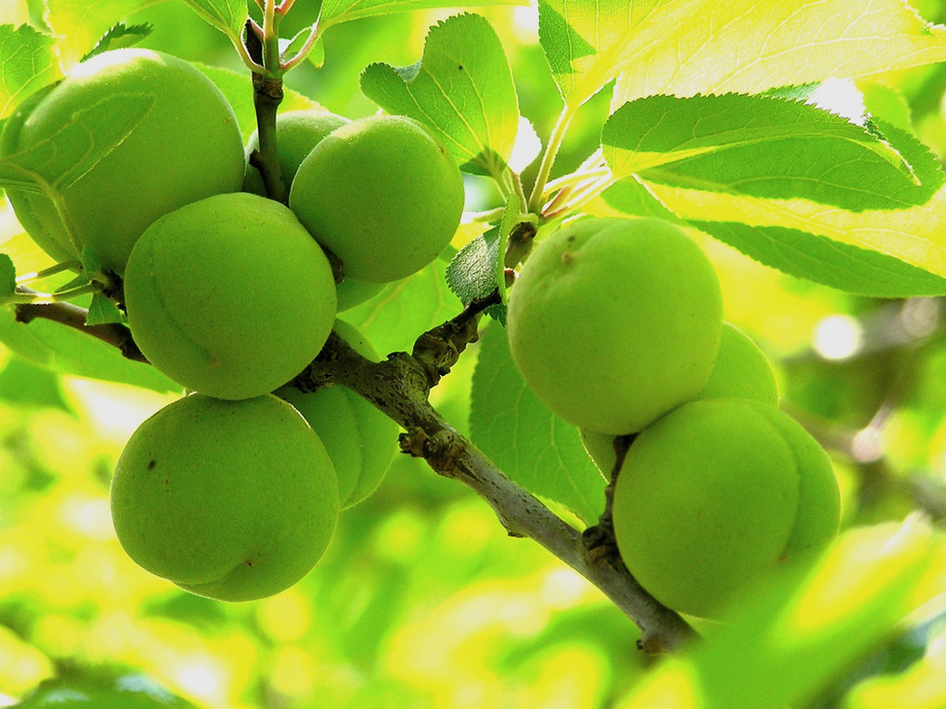 Ume Season In Japan 2024 Rove me