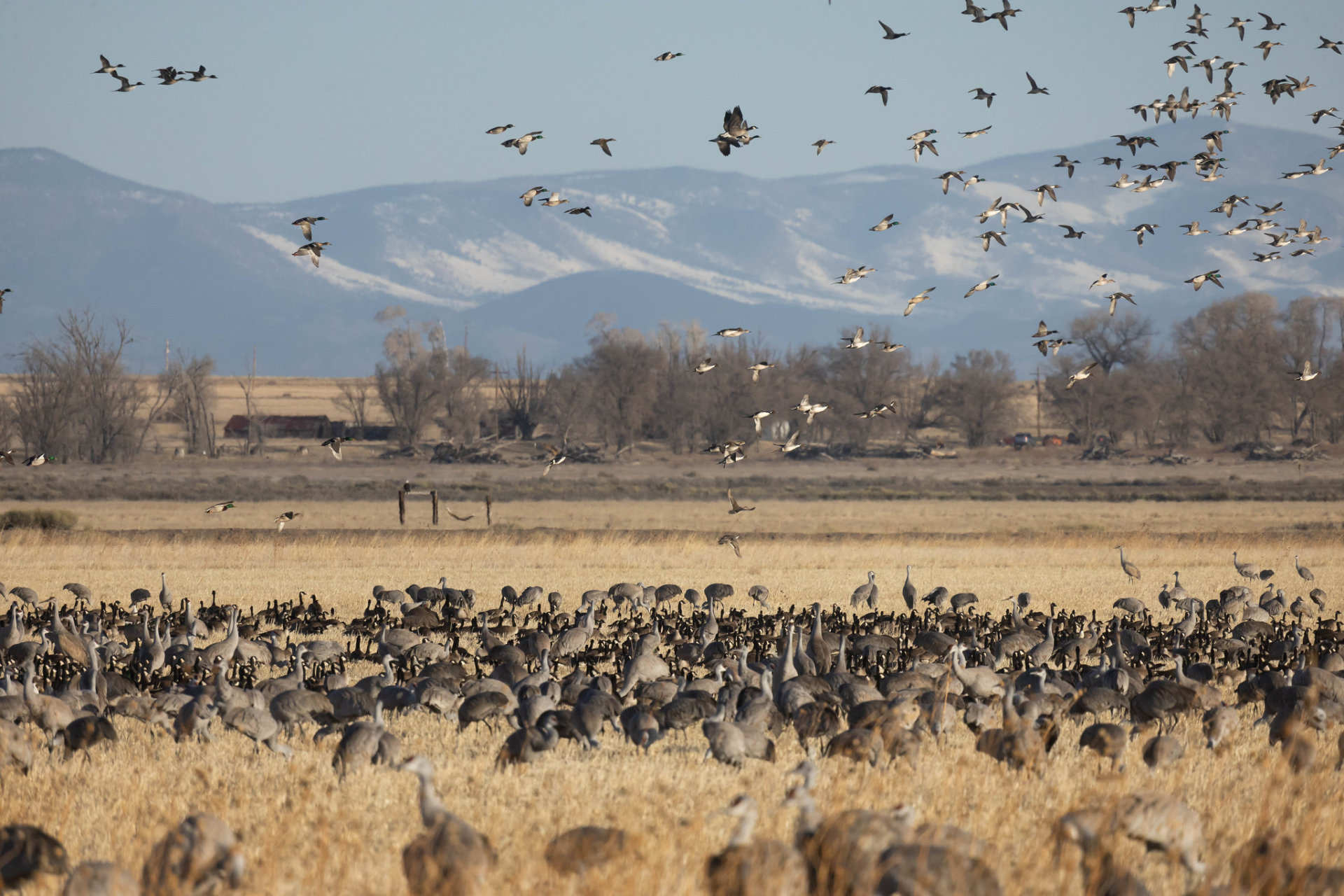 Sandhill Crane Migration in Colorado 2025 - Rove.me