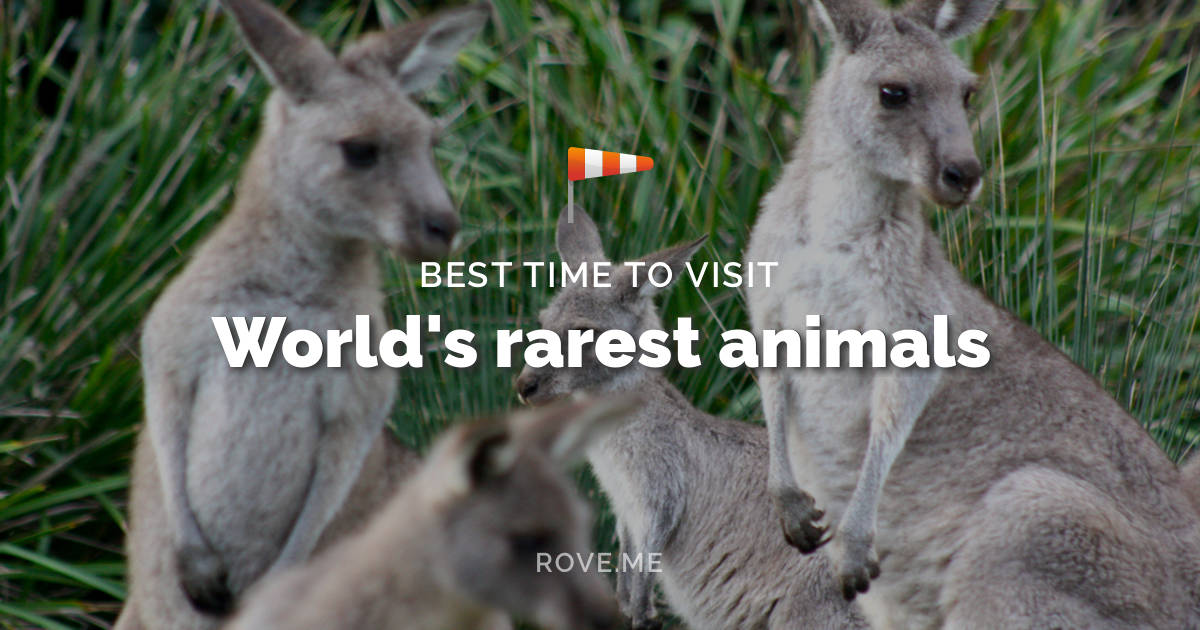 35 Of The World39s Rarest Animals