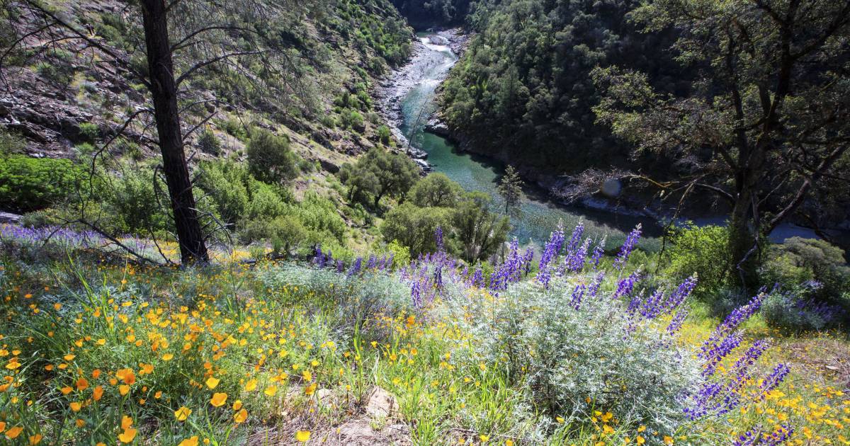 Best Time to See Wildflowers in Yosemite 2019 - When & Where to See